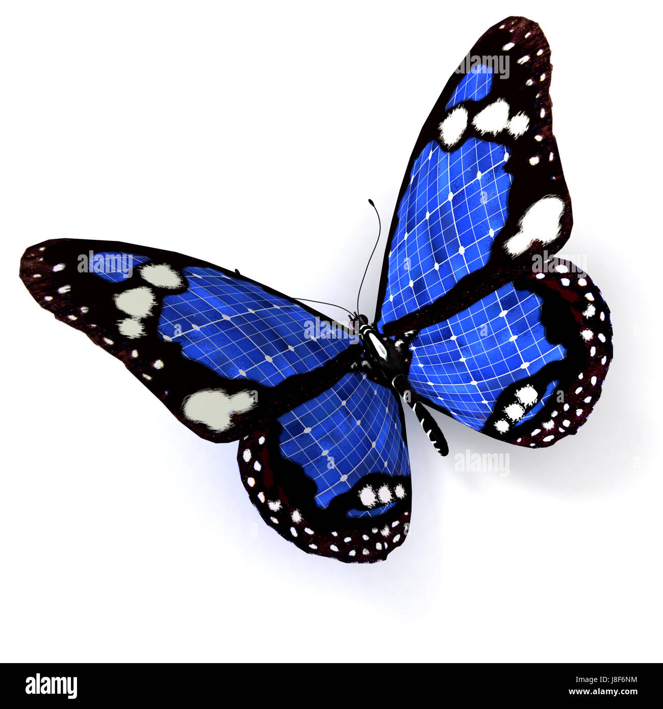 blue, insect, butterfly, coloured, colourful, gorgeous, multifarious ...