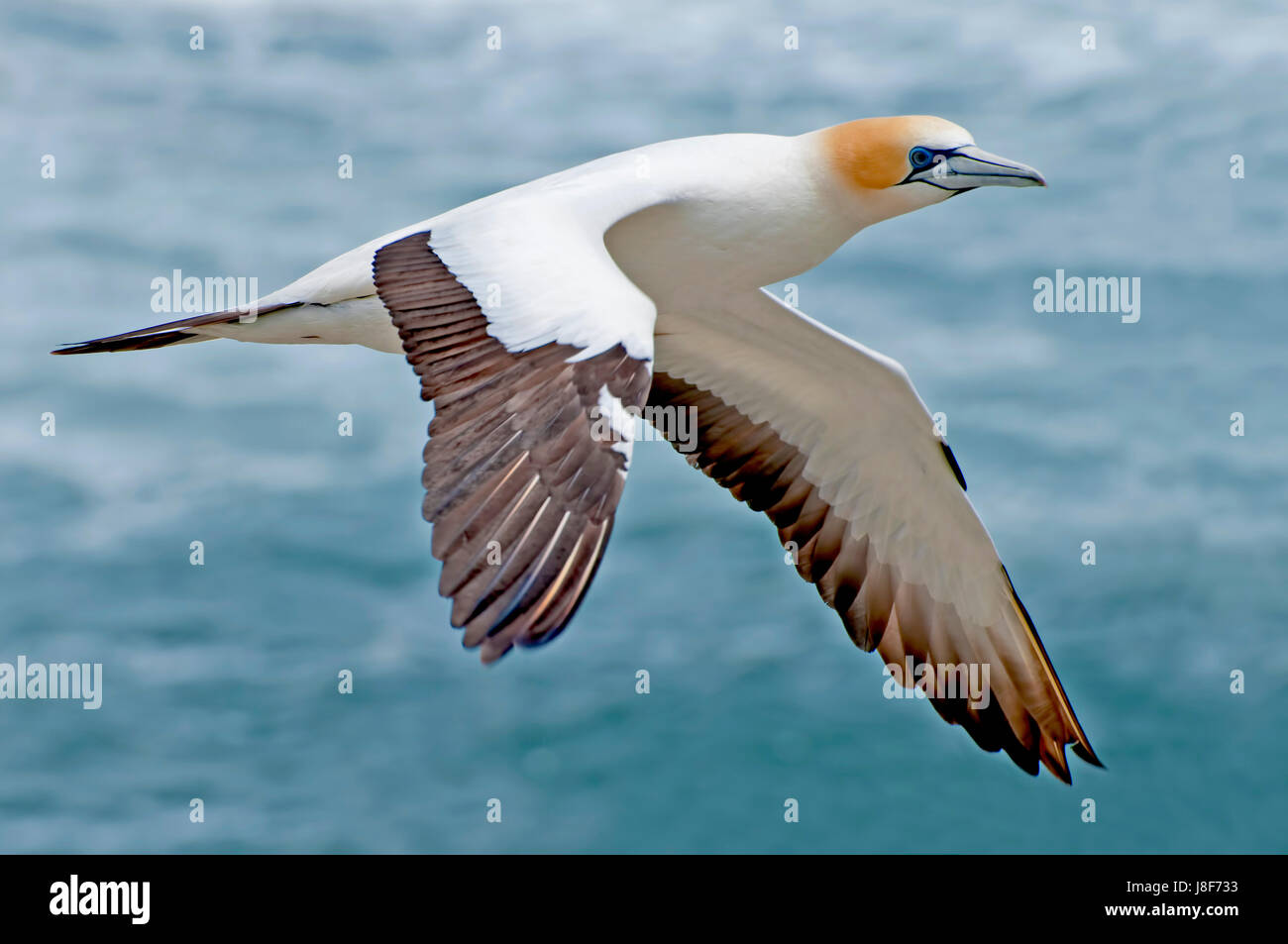 bird, birds, colony, new zealand, hick, spawn, bird, birds, rock ...