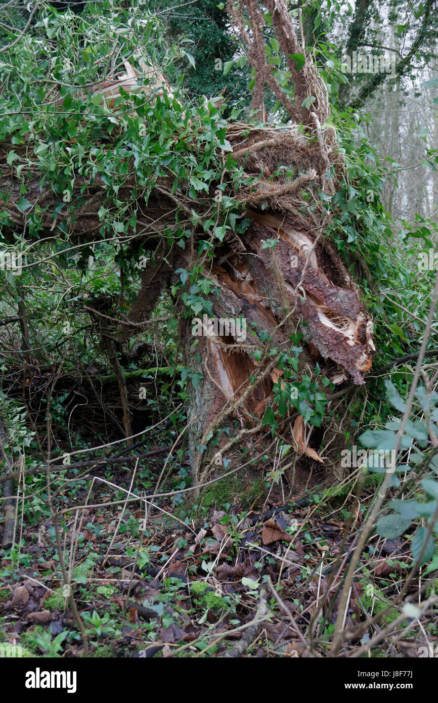 Tree shots hi-res stock photography and images - Alamy
