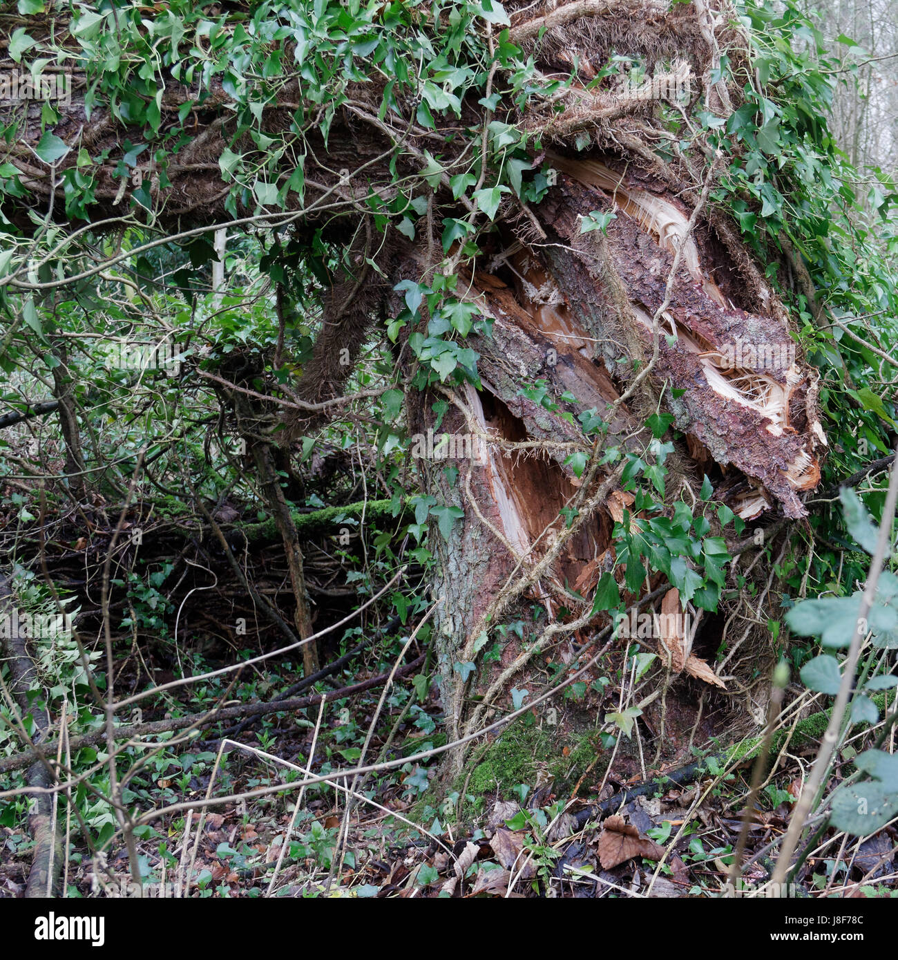 Some shots of a broken and twisted tree that had blown down in a storm ...