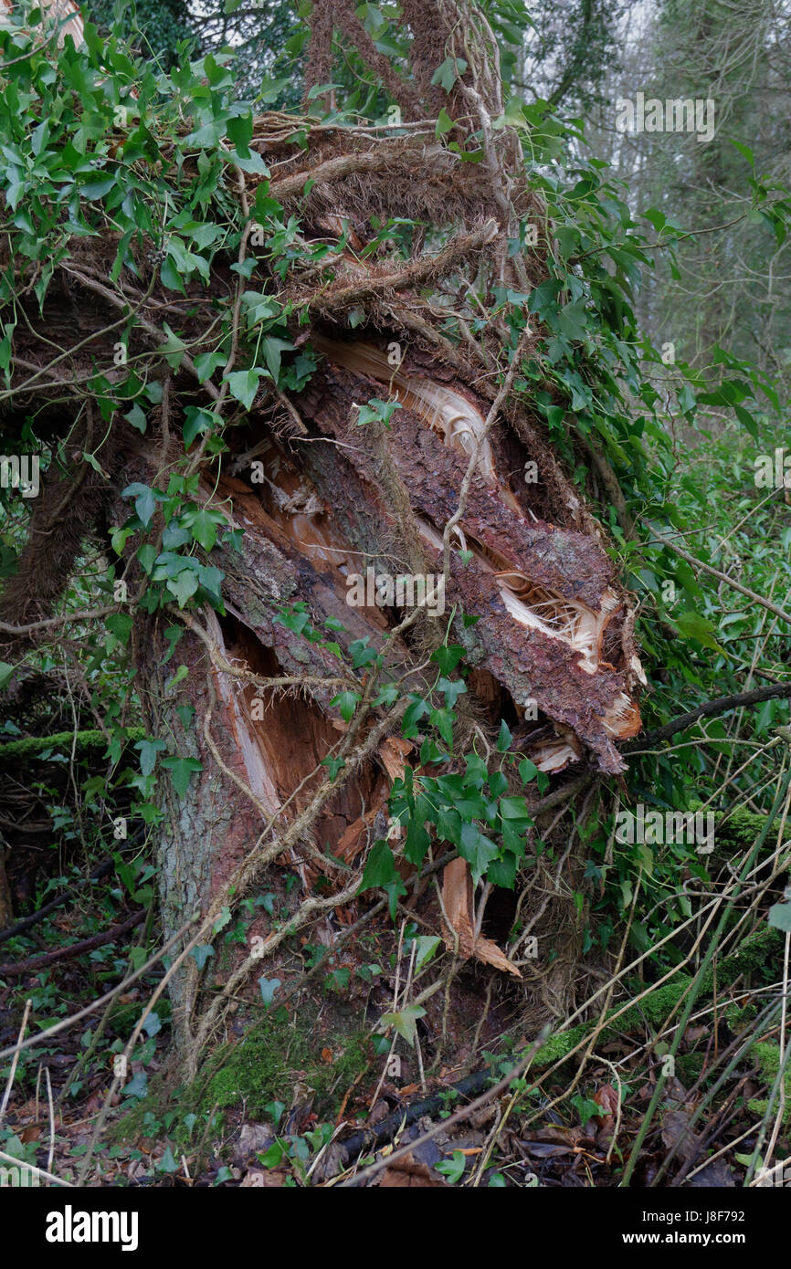 Tree shots hi-res stock photography and images - Alamy