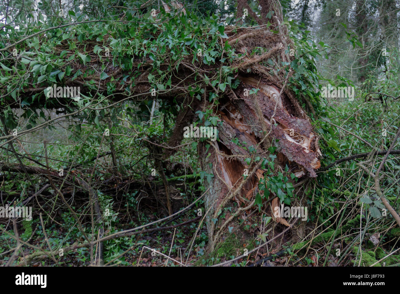Some shots of a broken and twisted tree that had blown down in a storm ...