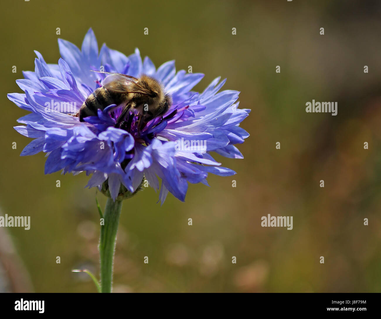 legs, blue, animal, insect, flower, plant, green, bloom, blossom ...