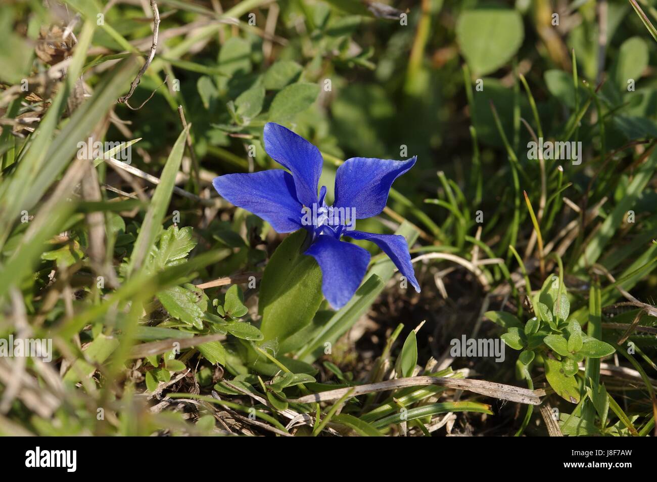 spring gentian (gentiana verna Stock Photo - Alamy