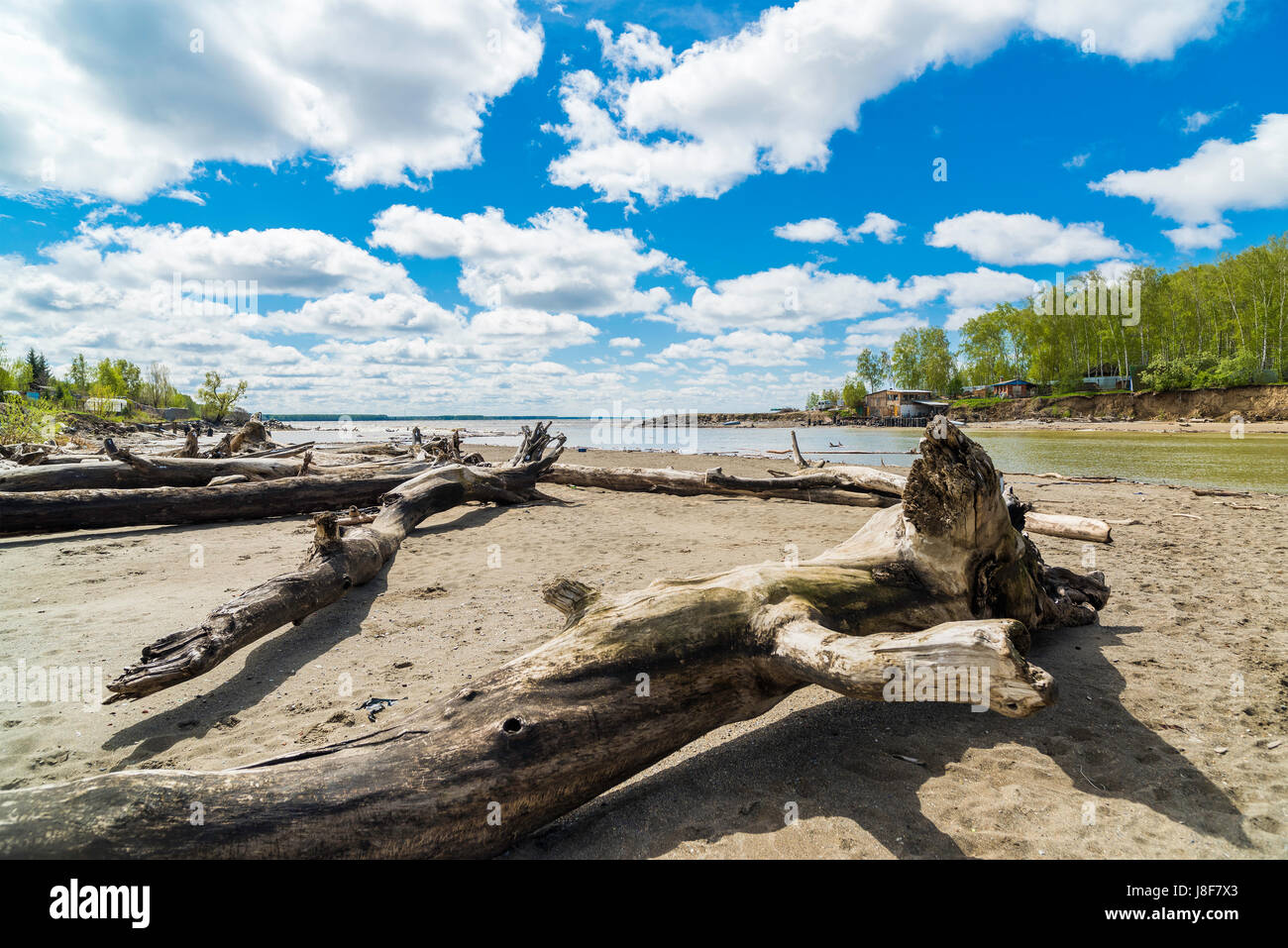 Spring landscape. River bank. Scattered snags of old trees. Russia ...