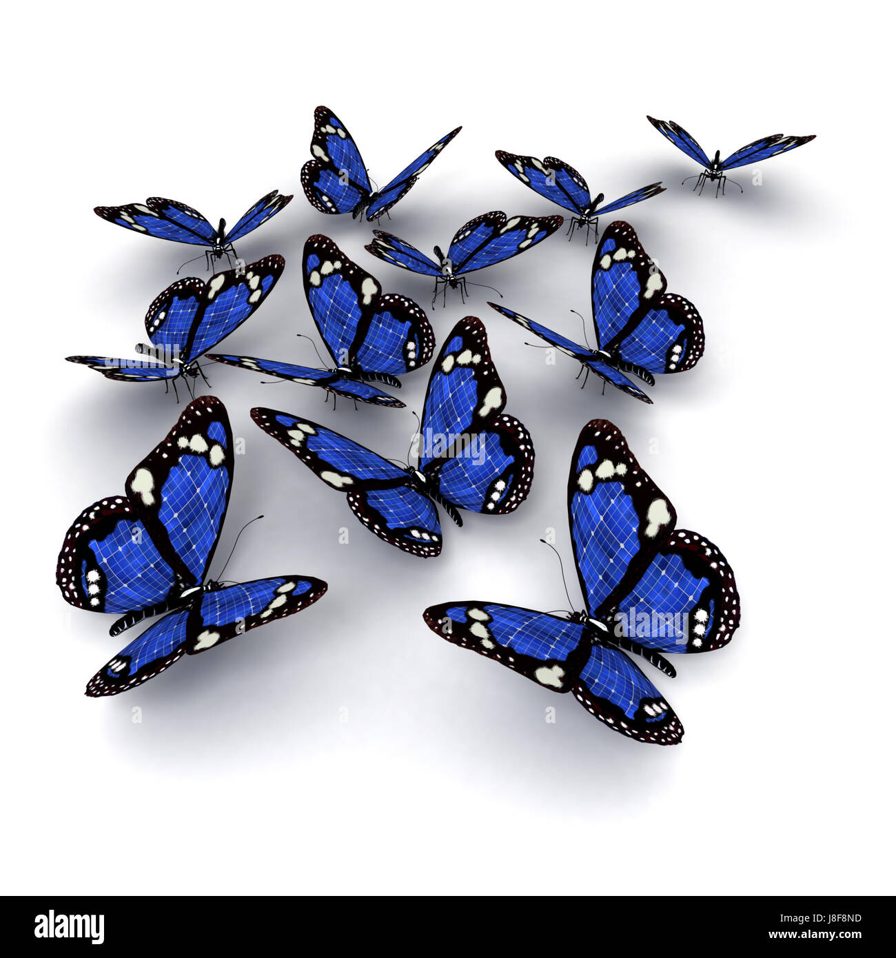 blue, insect, butterfly, coloured, colourful, gorgeous, multifarious ...