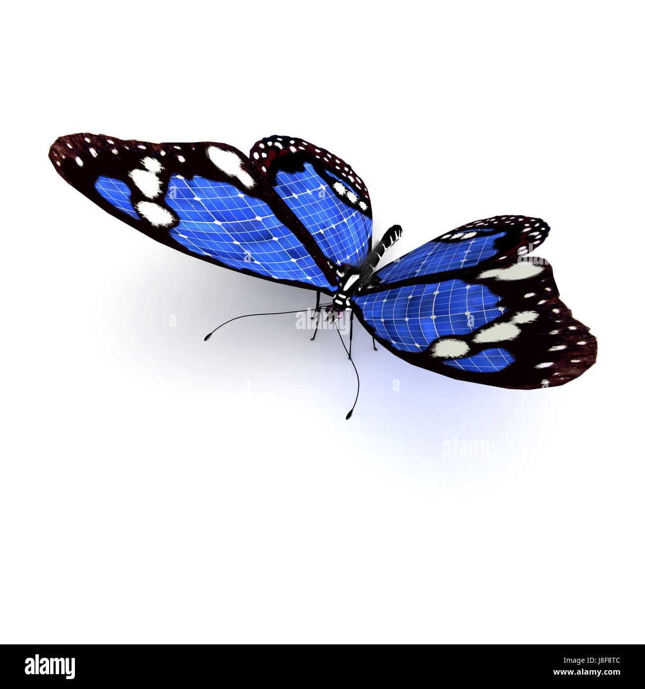 blue, insect, butterfly, coloured, colourful, gorgeous, multifarious ...