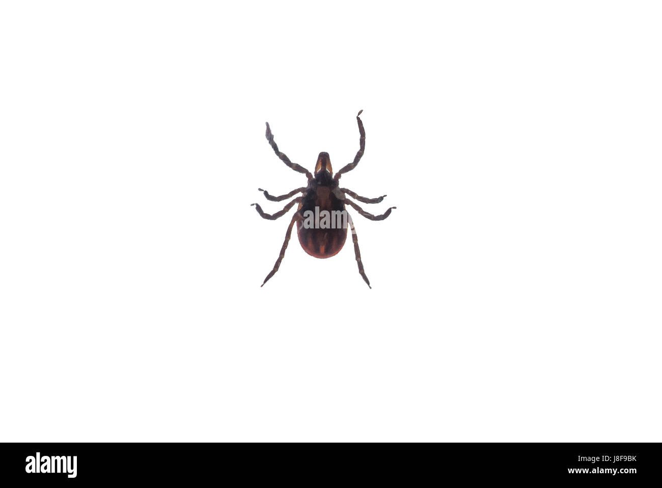 Ixodes tick isolated on white background, close-up Stock Photo - Alamy