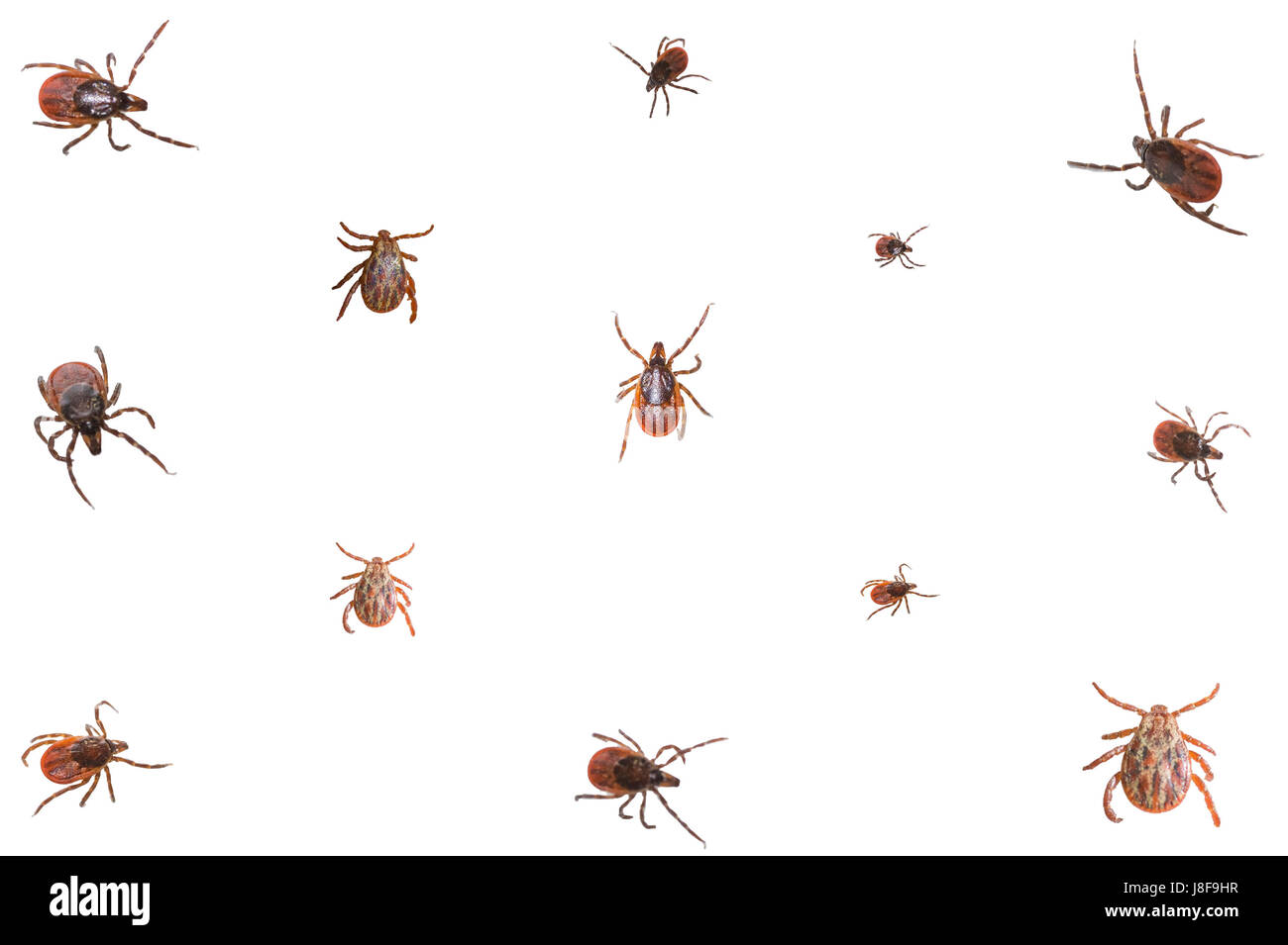 Ixodid tick on white Cut Out Stock Images & Pictures - Alamy