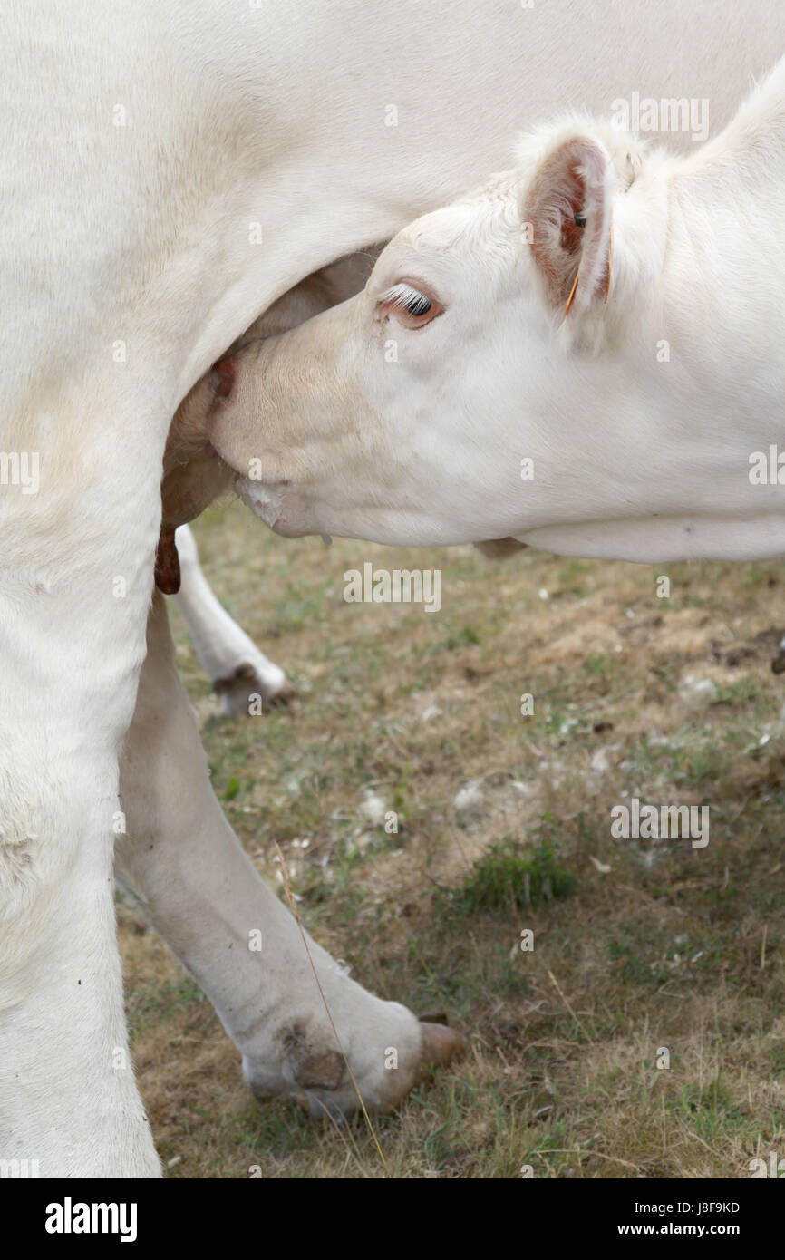 animal, milk, cub, baby, cows, cattle, farm animal, calf, udder ...