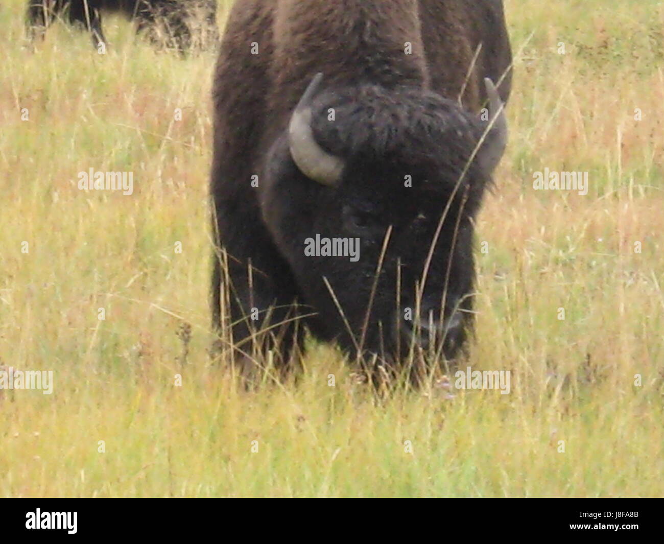 National animal hi-res stock photography and images - Alamy