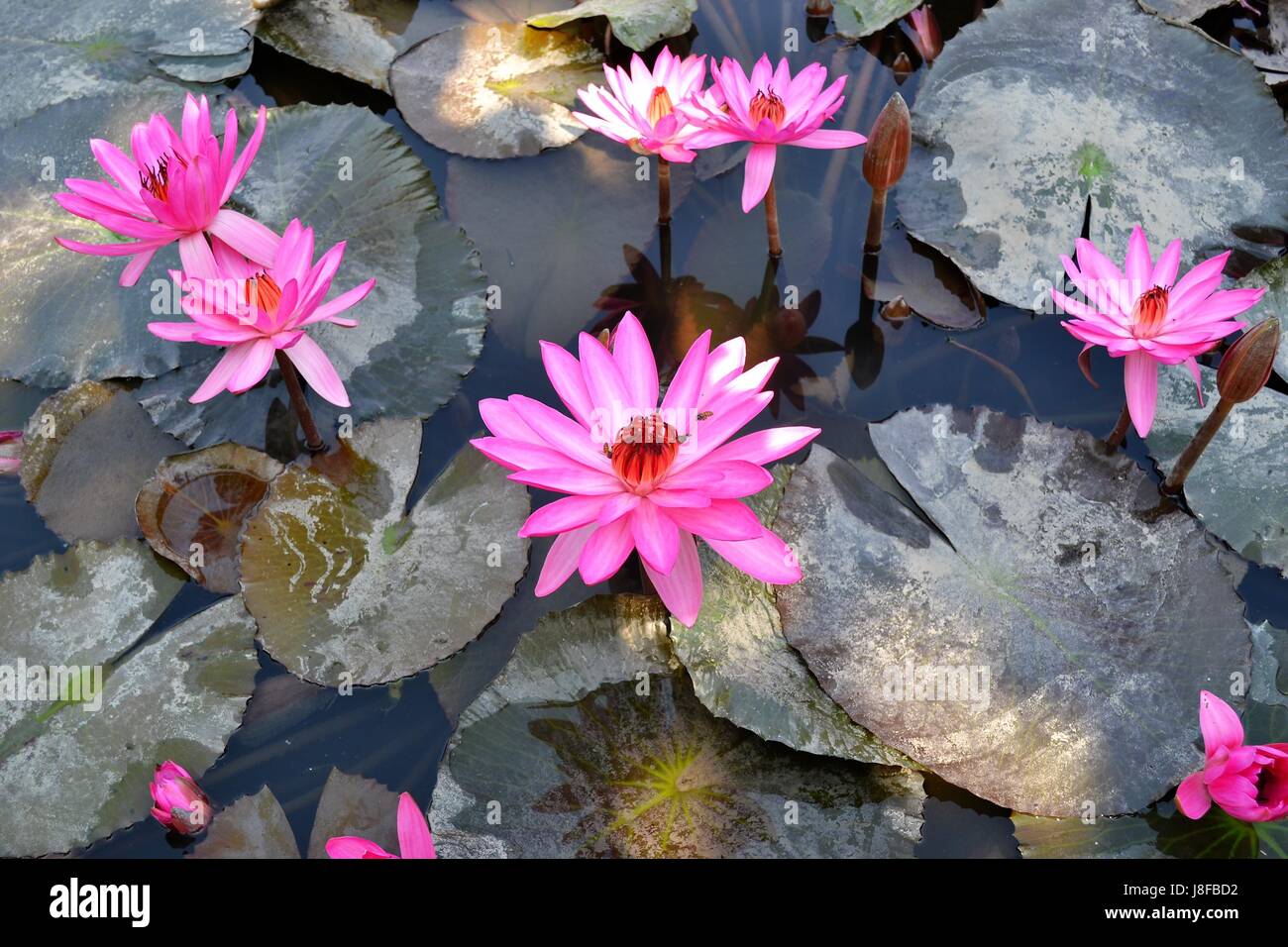 Pink of Health Stock Photo - Alamy