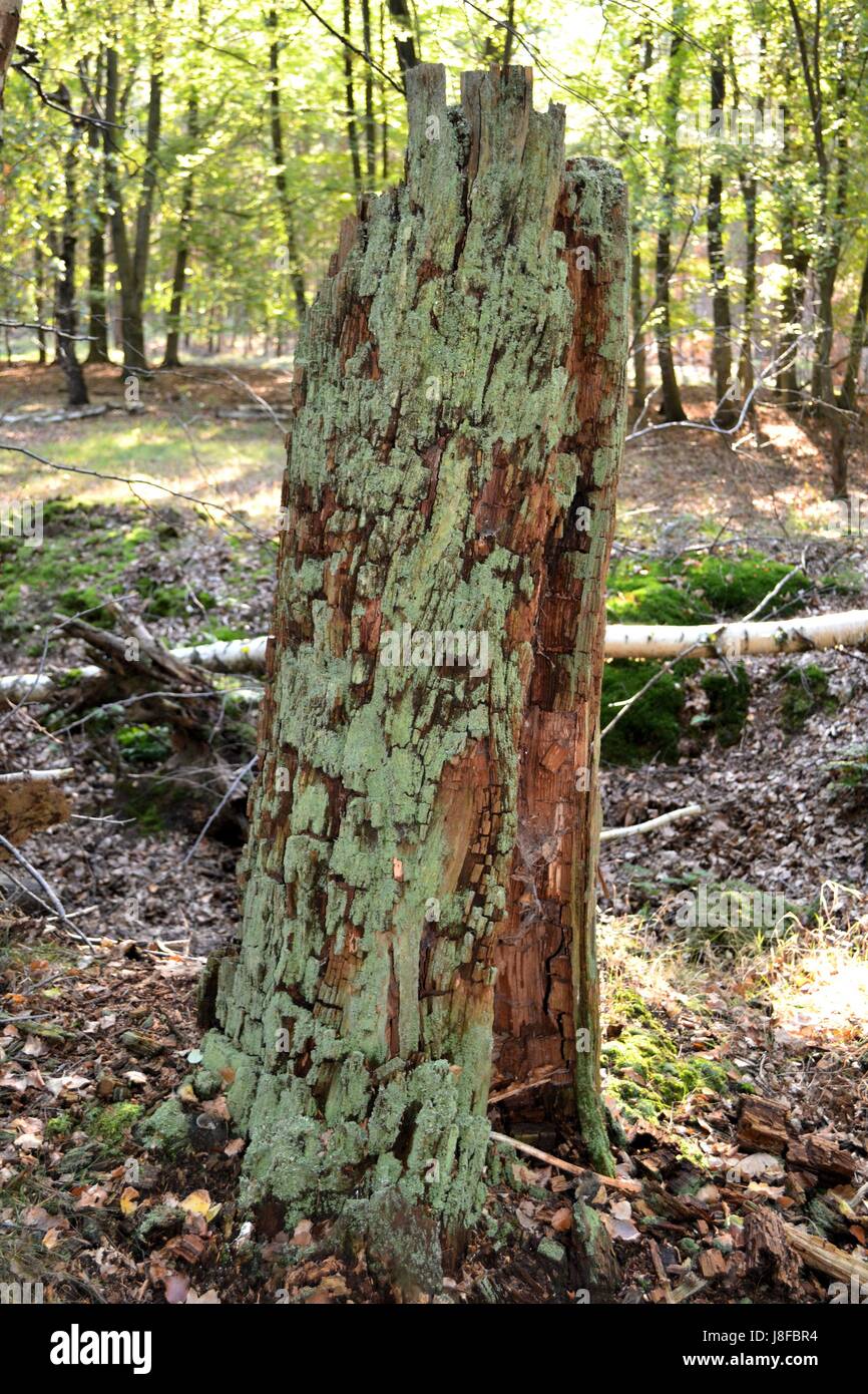 tree, trees, green, wood, trunk, horizontal, bark, moss, snag ...