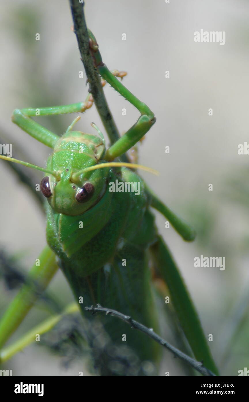 insect, green, grasshopper, enlarged, insect, green, grasshopper ...