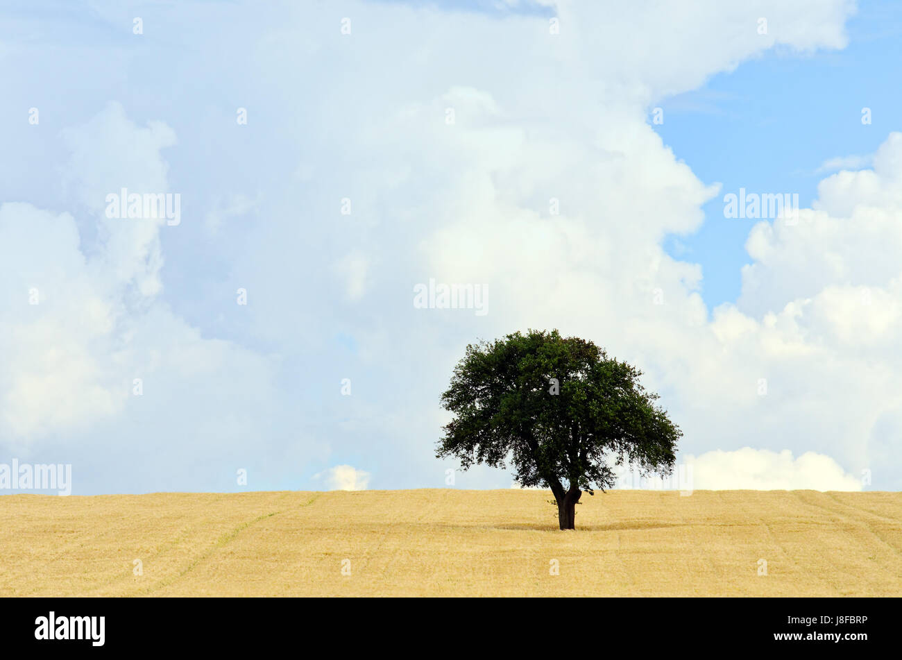 isolated, tree, agriculture, farming, field, outdoor, cultivated, alone ...