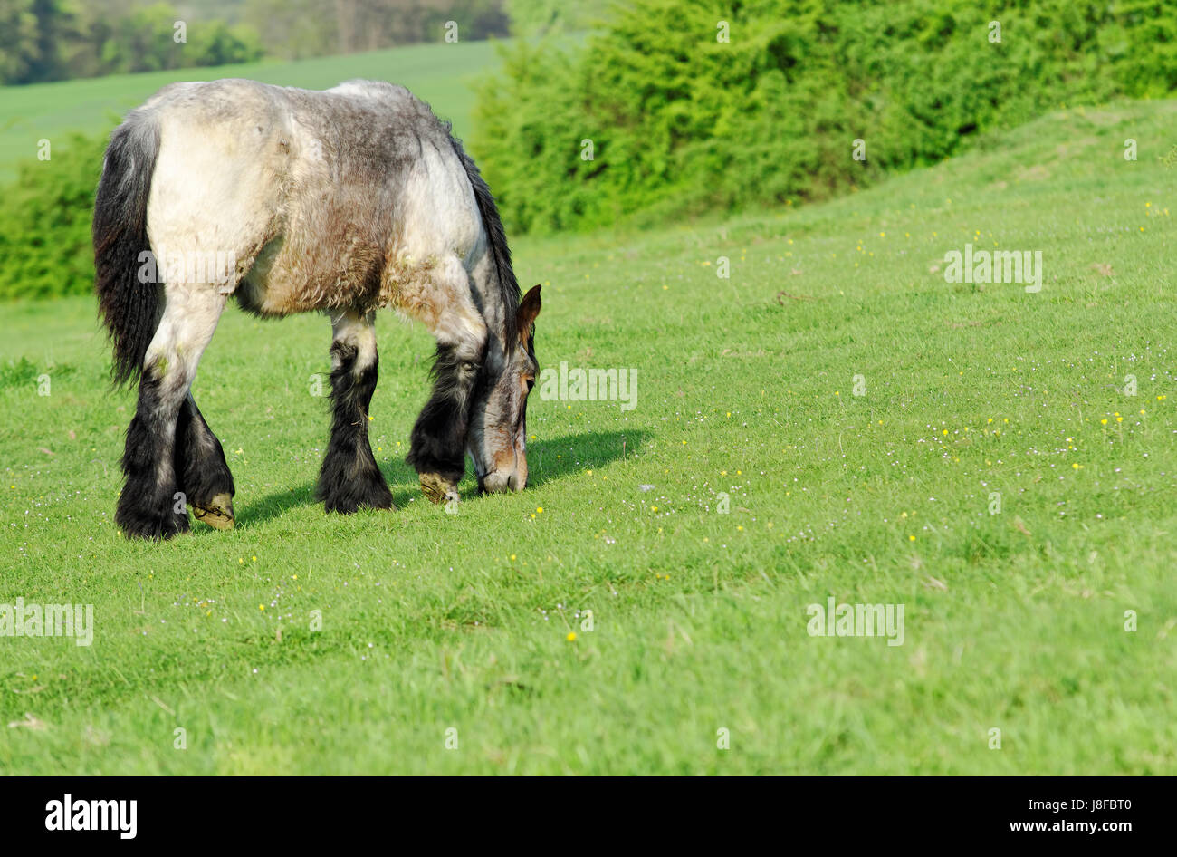 horse, animal, farm, pasture, farmland, meadow, lawn, green, nature ...