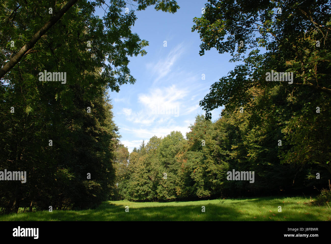 shine, shines, bright, lucent, light, serene, luminous, tree, trees ...