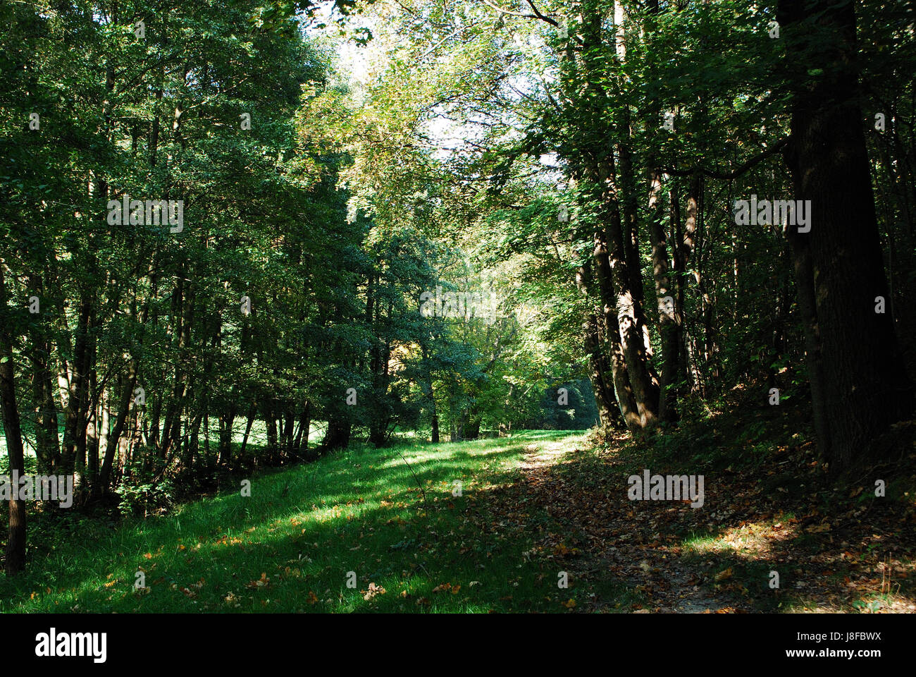 shine, shines, bright, lucent, light, serene, luminous, tree, trees ...