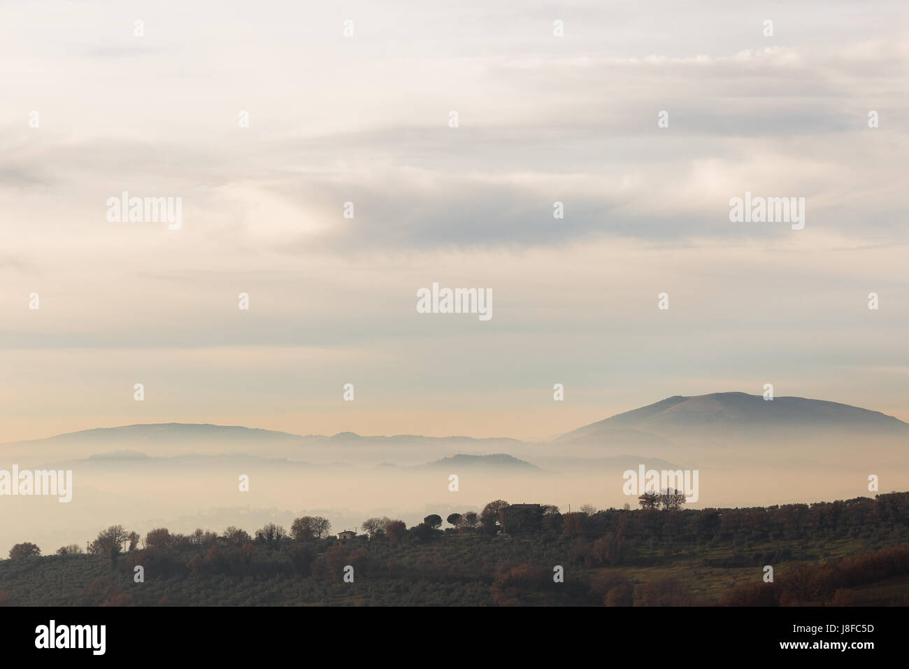 Mora tree hi-res stock photography and images - Alamy