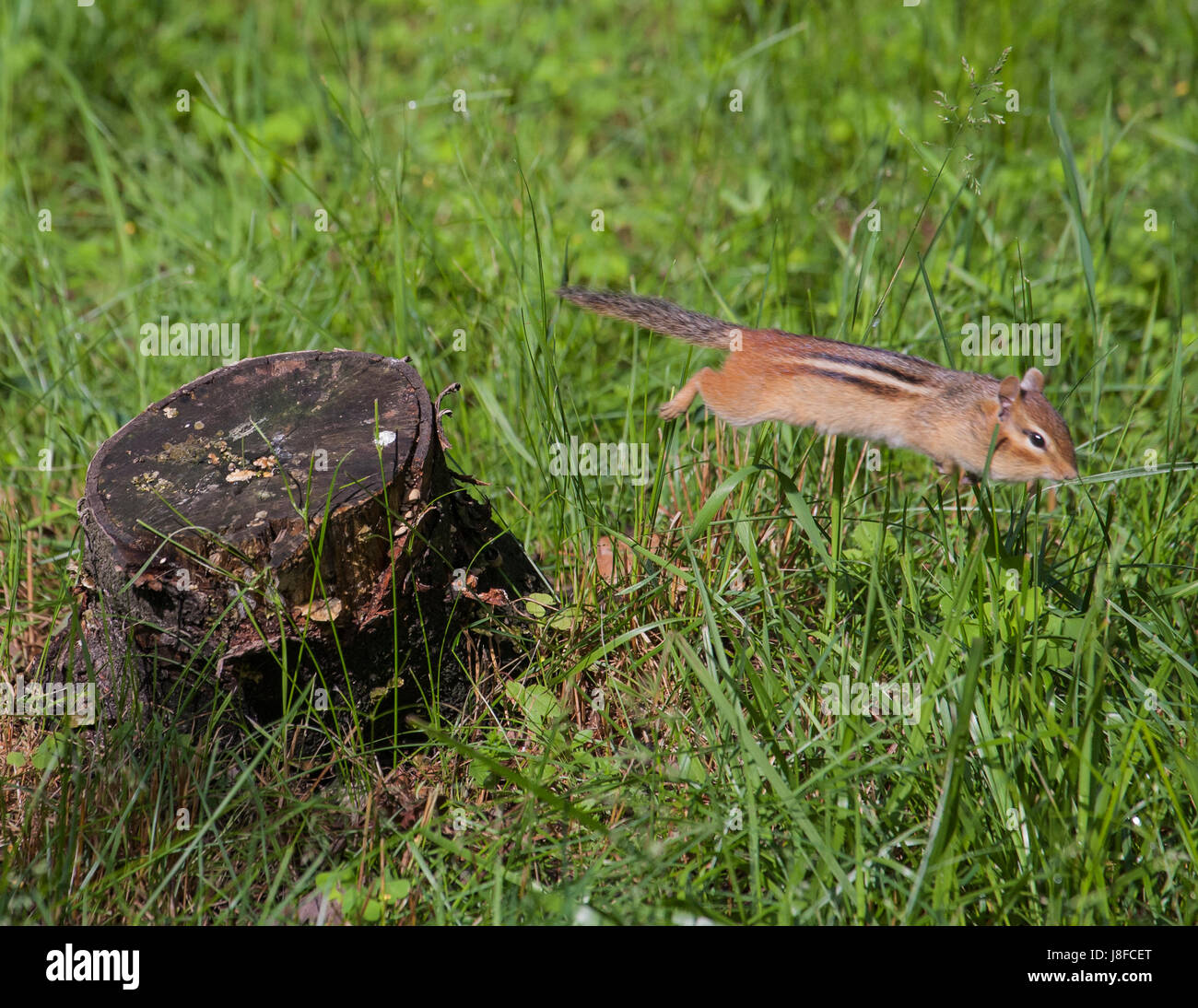 Chipmonk portrait hi-res stock photography and images - Alamy