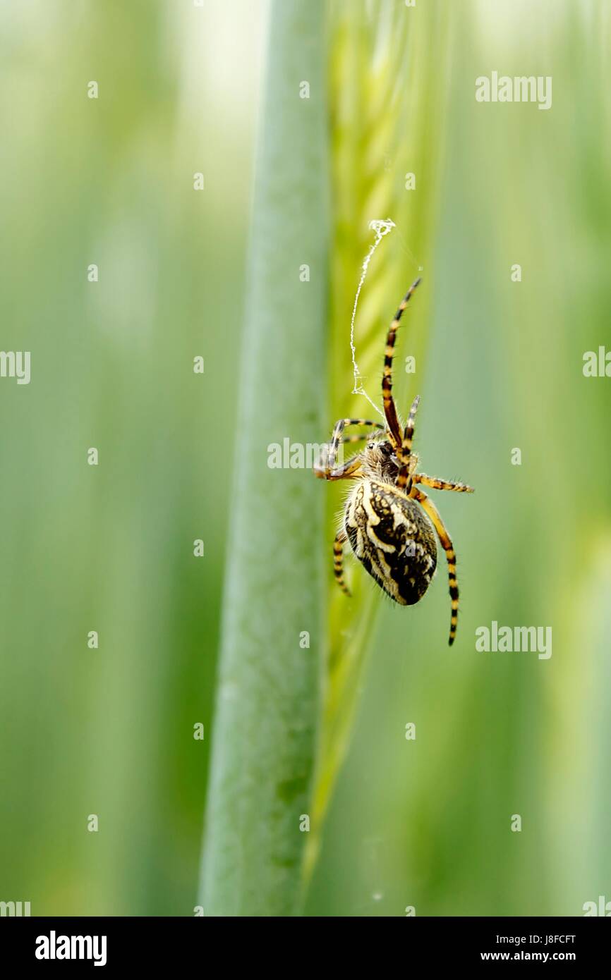 green, summer, summerly, thread, threads, grain, cereal, green, summer ...
