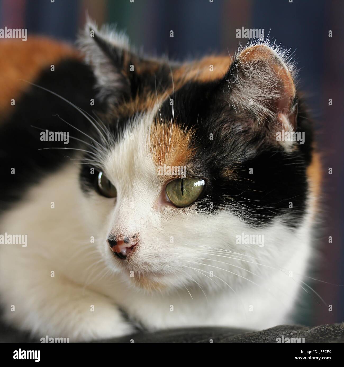 animal, pet, eyes, relaxed, look, glancing, see, view, looking, peeking ...