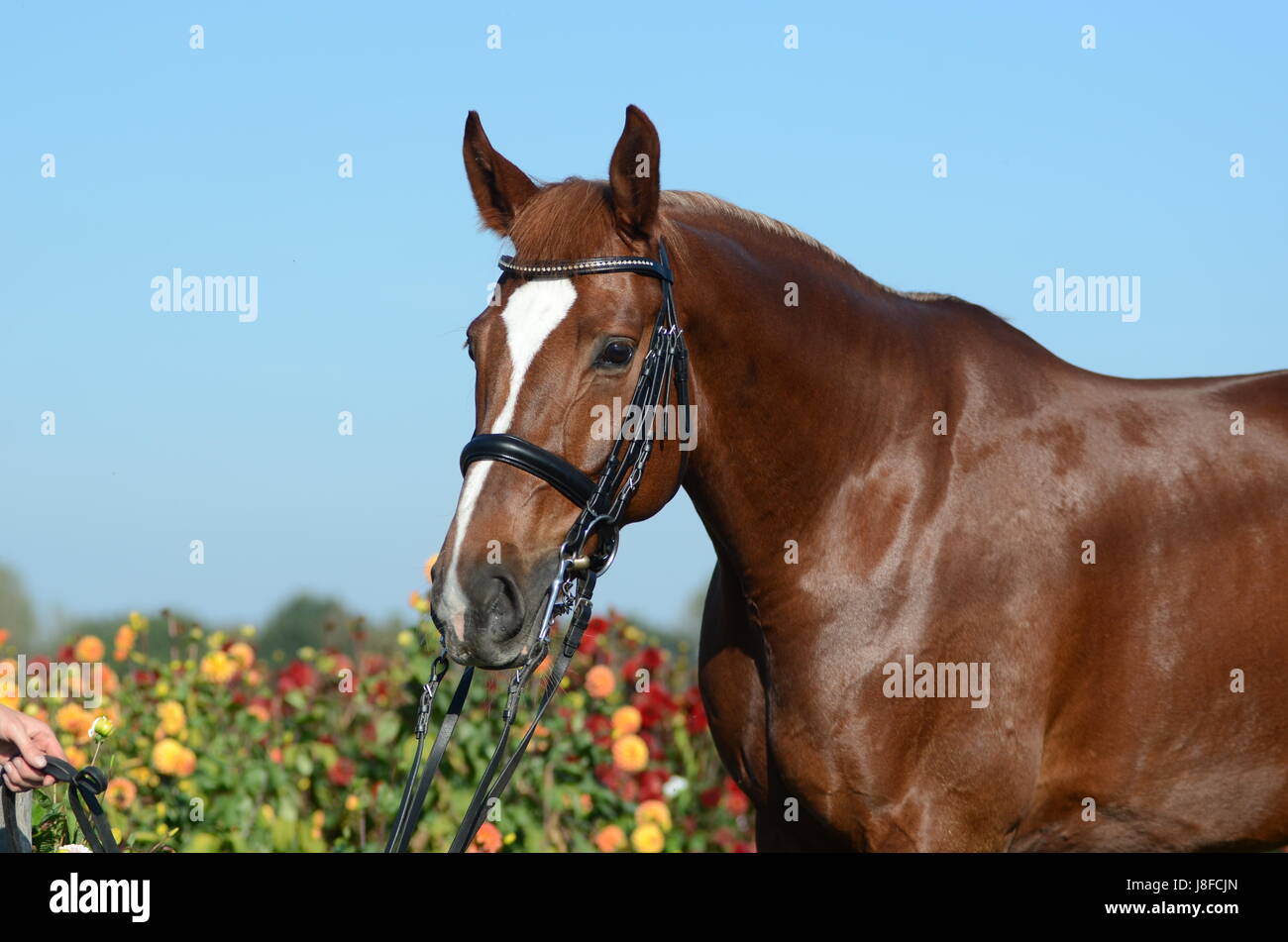 Poster flower hi-res stock photography and images - Alamy