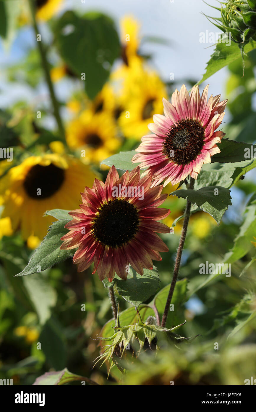 blue, leaf, plant, flower, bloom, blossom, flourish, flourishing ...