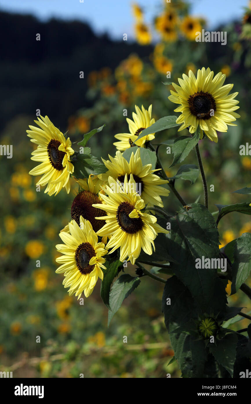 blue, leaf, plant, insect, flower, insects, bloom, blossom, flourish ...