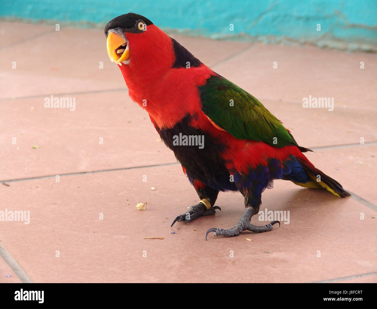colour, animal, bird, birds, zoo, wing, feathers, beak, rainbow, tail ...