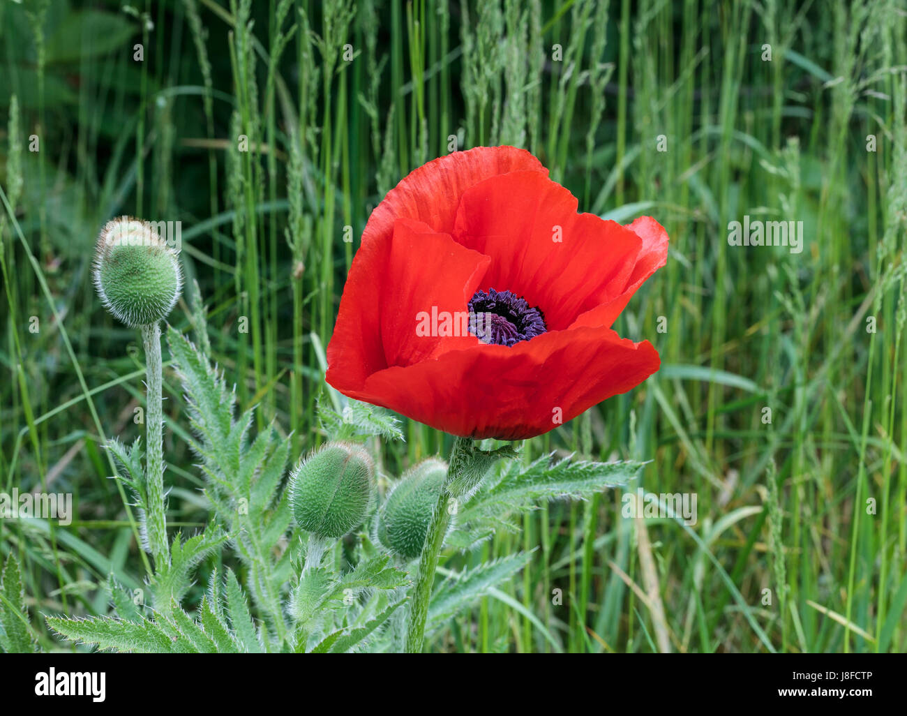 Red poppy, Papaver, blossom with buds and green staff Stock Photo - Alamy