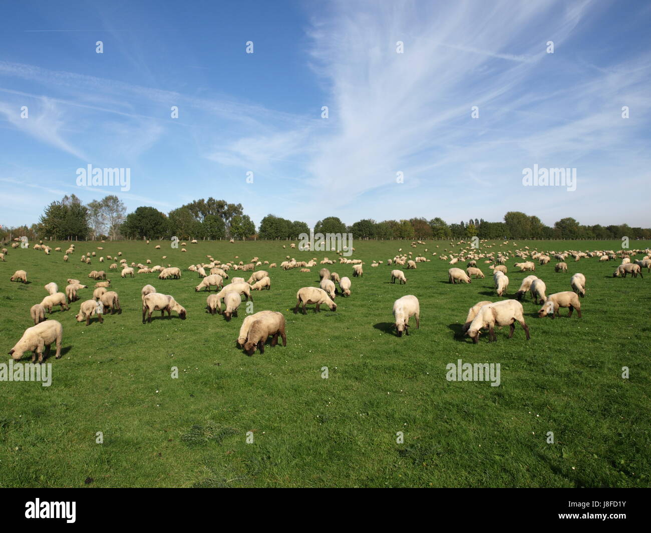 lambs, flock of sheep, sheep (pl.), lamb, sheep, lambs, flock of sheep ...