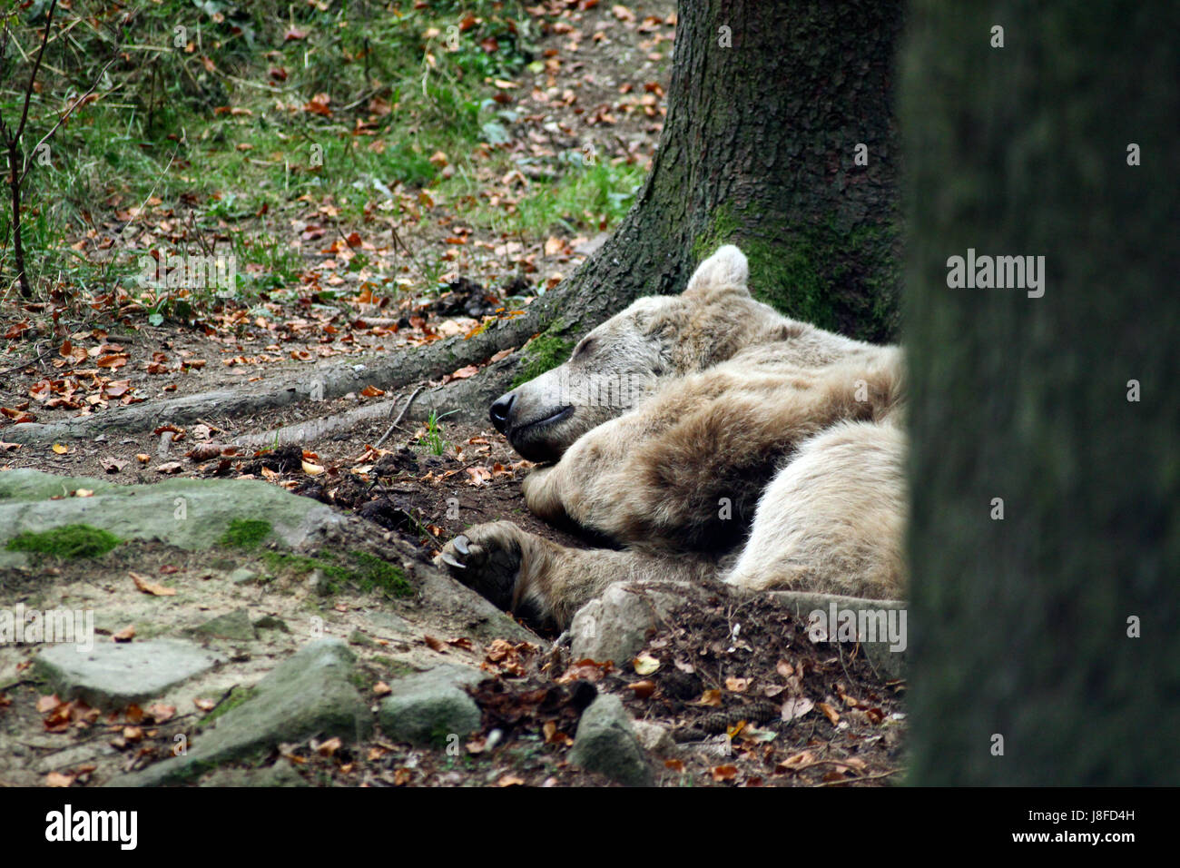 freedom, liberty, sleep, sleeping, predator, freedom, liberty, sleep ...