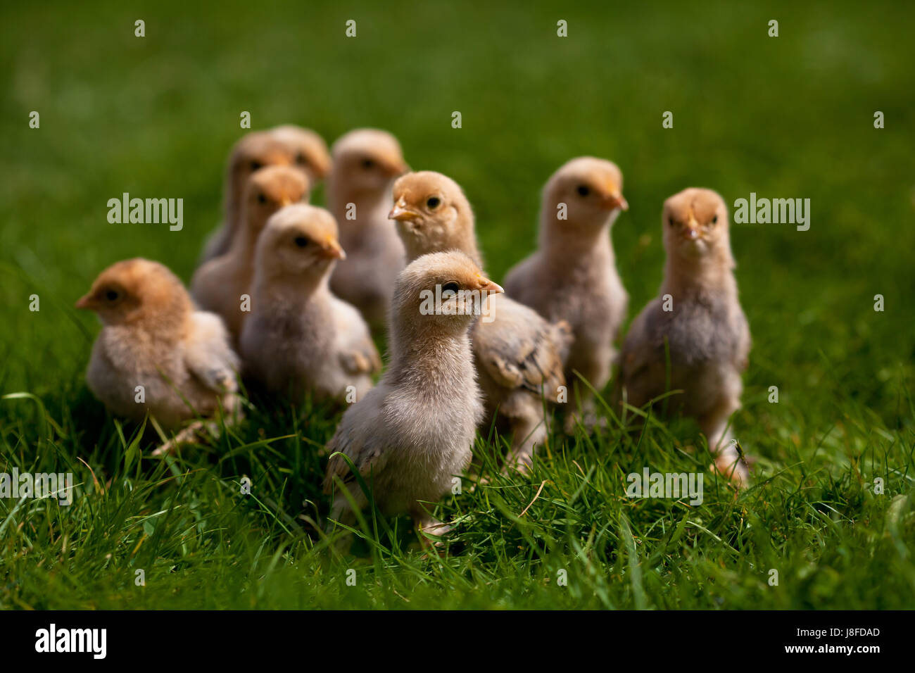 soft, small, tiny, little, short, chick, cute, pet, bird, birds, soft ...