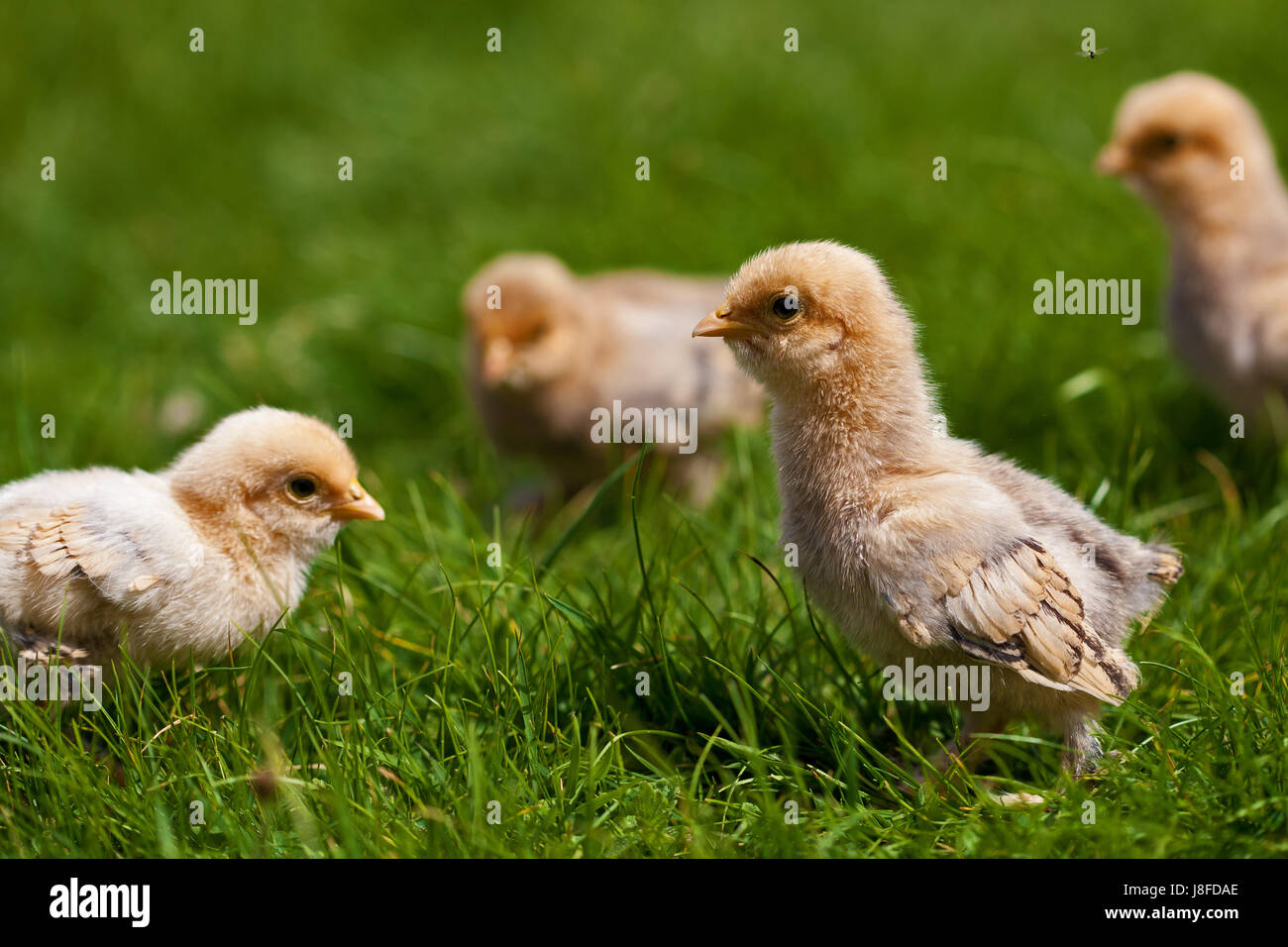 soft, small, tiny, little, short, chick, cute, pet, bird, birds, soft ...