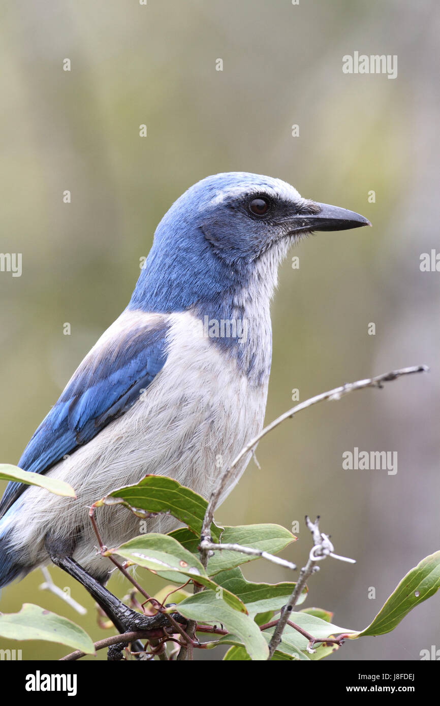 bird, jay, blue, animal, bird, fauna, wild, birds, wing, feathers ...