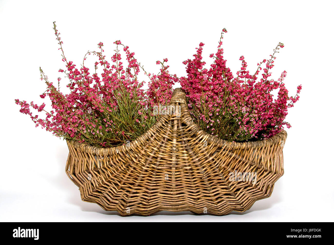 still life, flower, plant, decoration, heath, season, backdrop ...