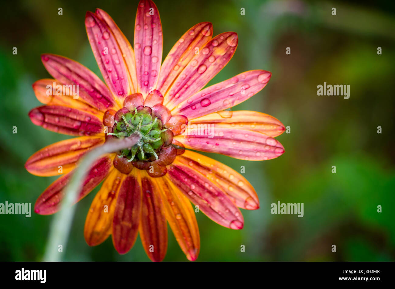 The other side of a flower Stock Photo - Alamy