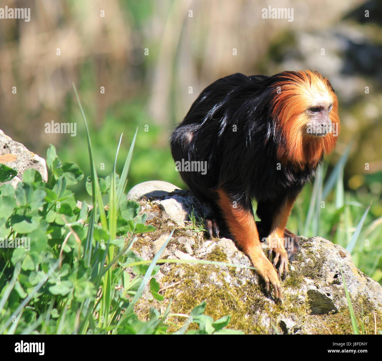 animals, monkey, look, glancing, see, view, looking, peeking, looking ...