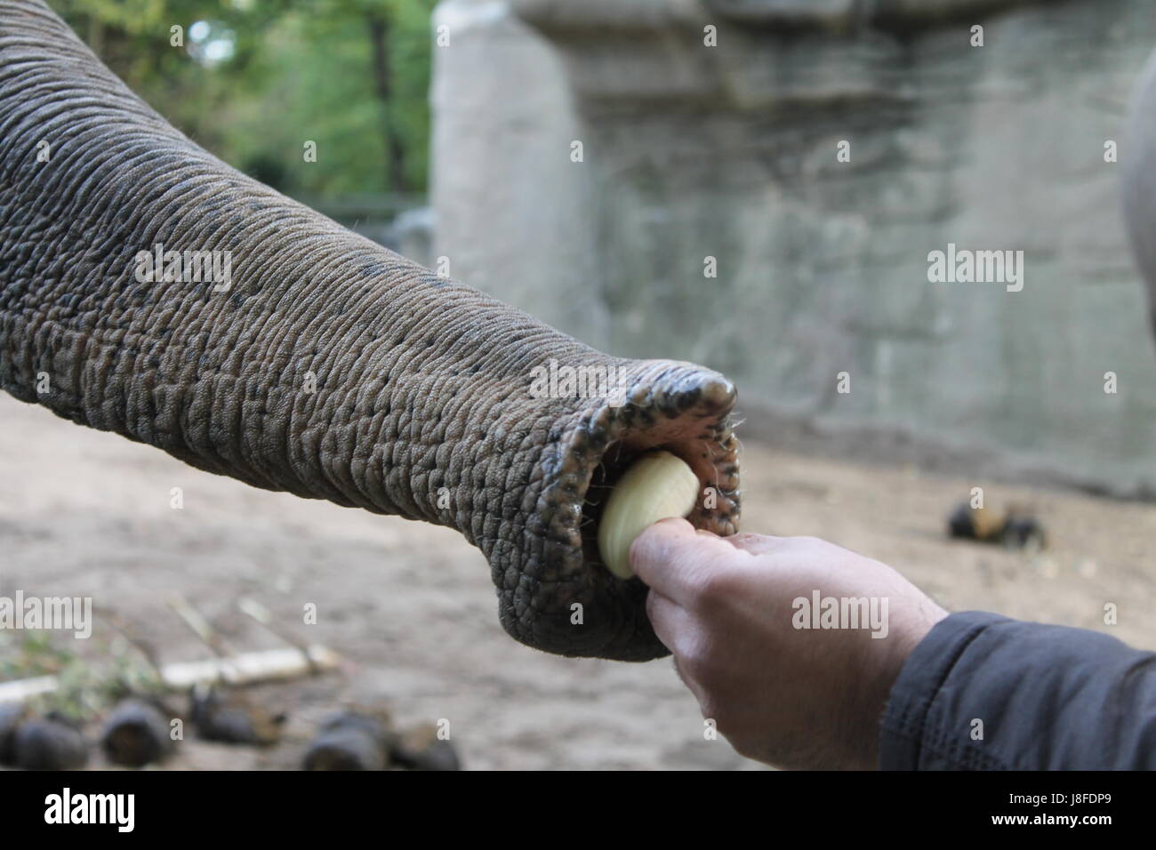 hand, elephant, animals, nearness, banana, proboscis, near, nature ...