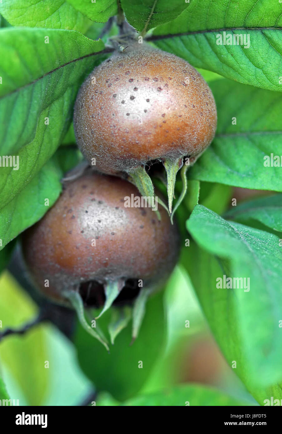 Echte mispel hi-res stock photography and images - Alamy