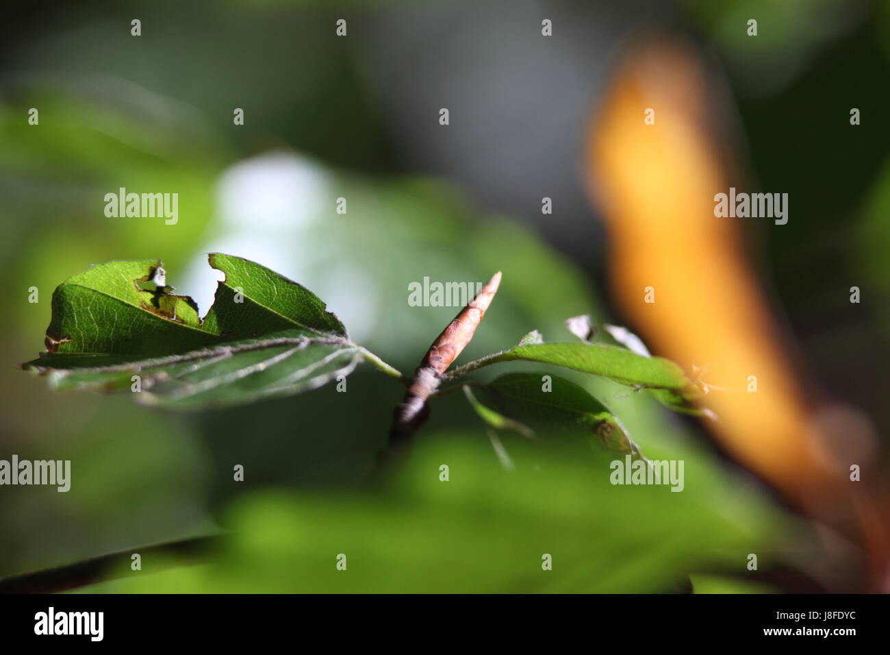 tree, green, wood, deciduous forest, page, sheet, forest, tree, green ...