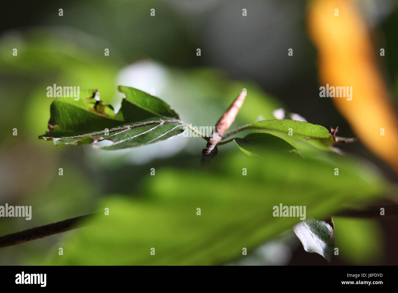 fall in german forests Stock Photo - Alamy