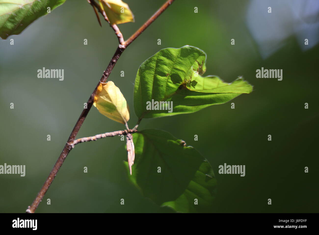 tree, green, wood, deciduous forest, page, sheet, forest, tree, green ...