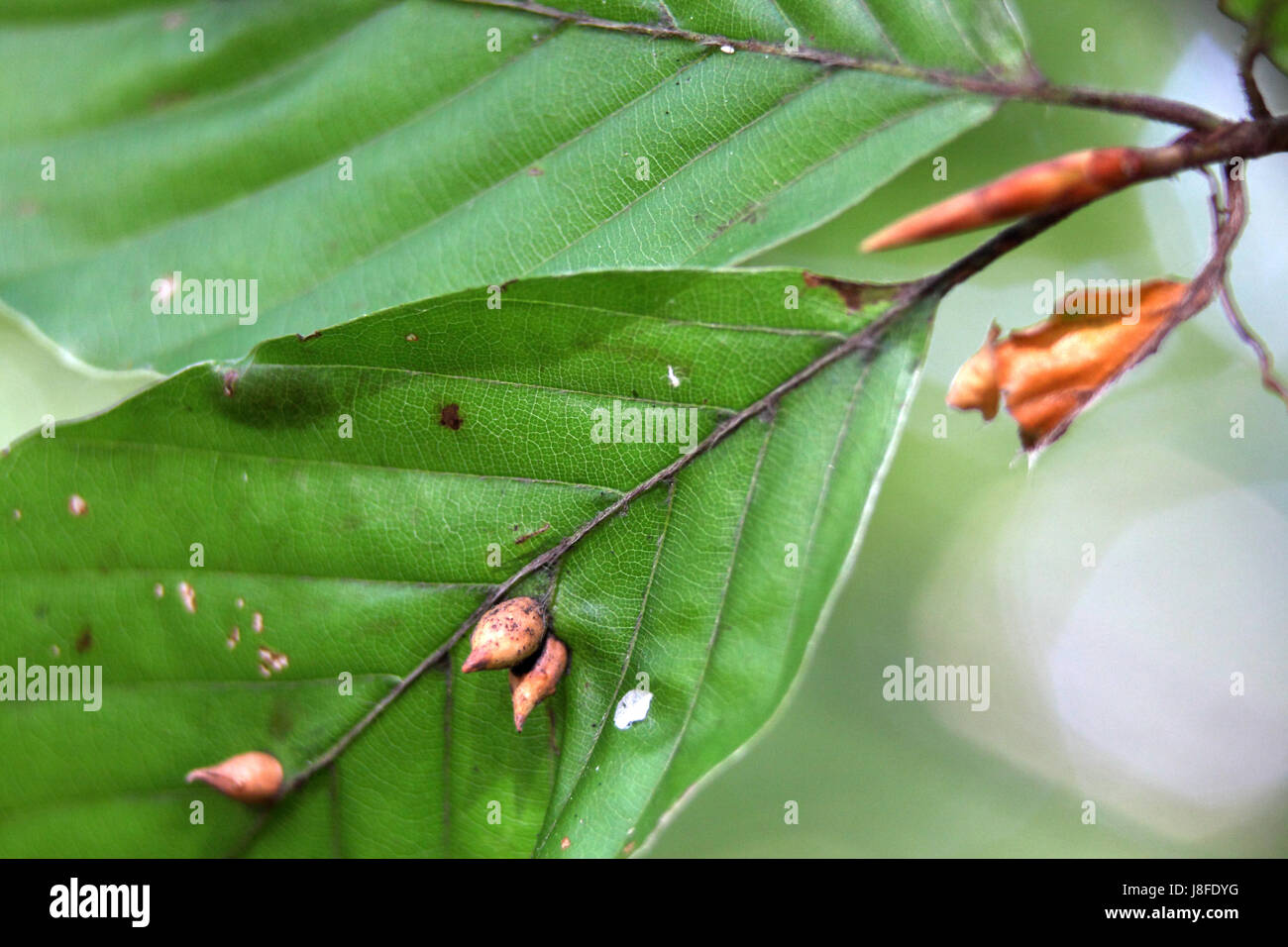 fall in german forests Stock Photo - Alamy