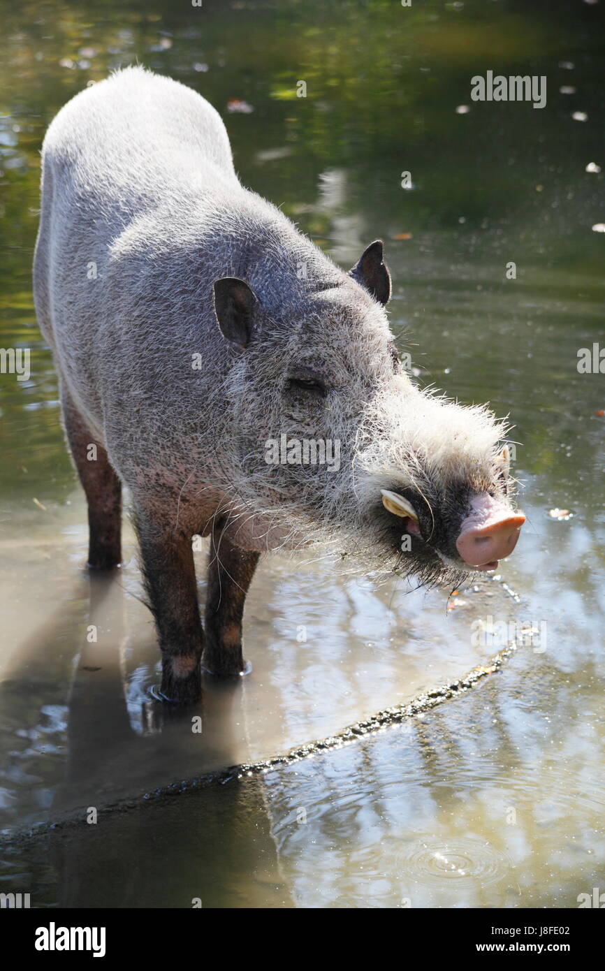 animal, witty, beard, funny, boar, sow, pig, shine, shines, bright ...