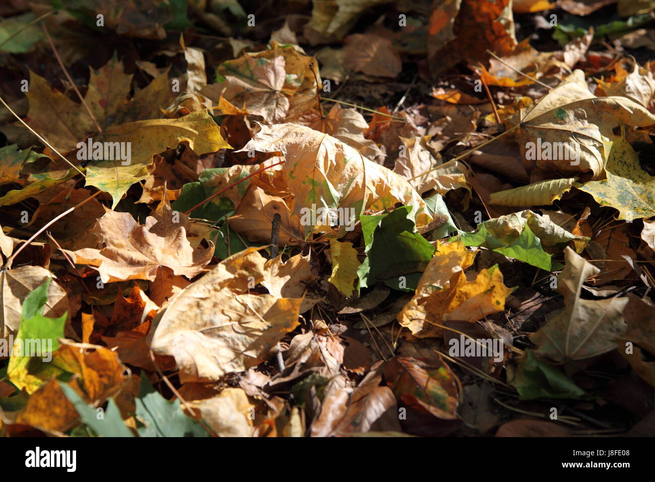 fall in german forests Stock Photo - Alamy