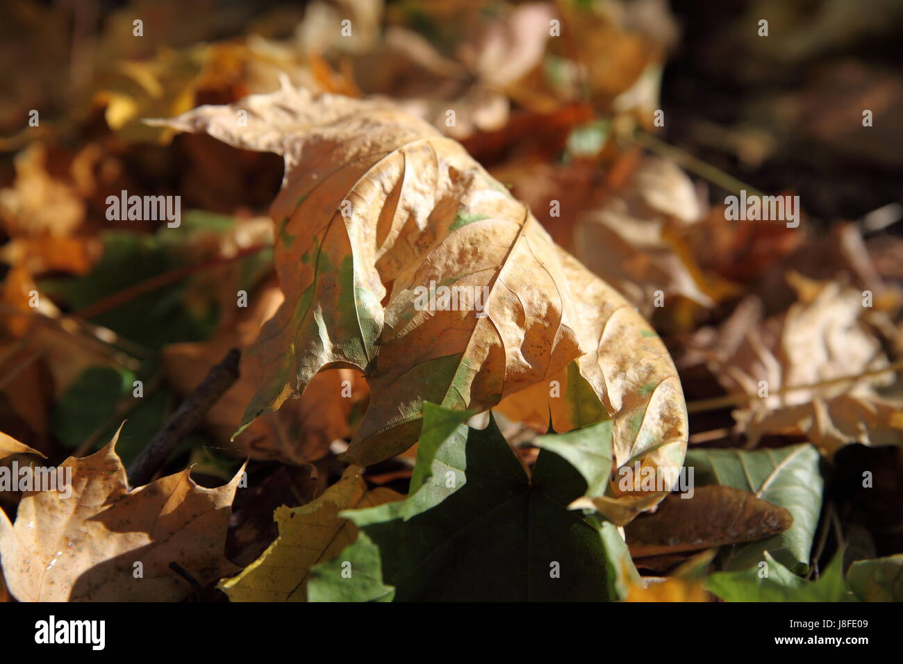 tree, green, wood, deciduous forest, page, sheet, forest, tree, green ...