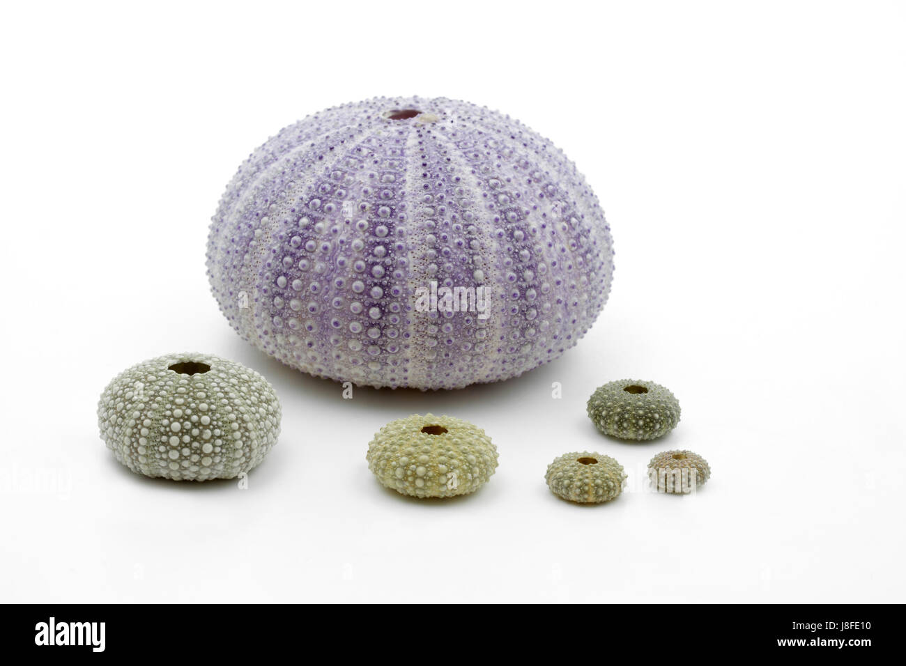 sea urchin shells Stock Photo - Alamy