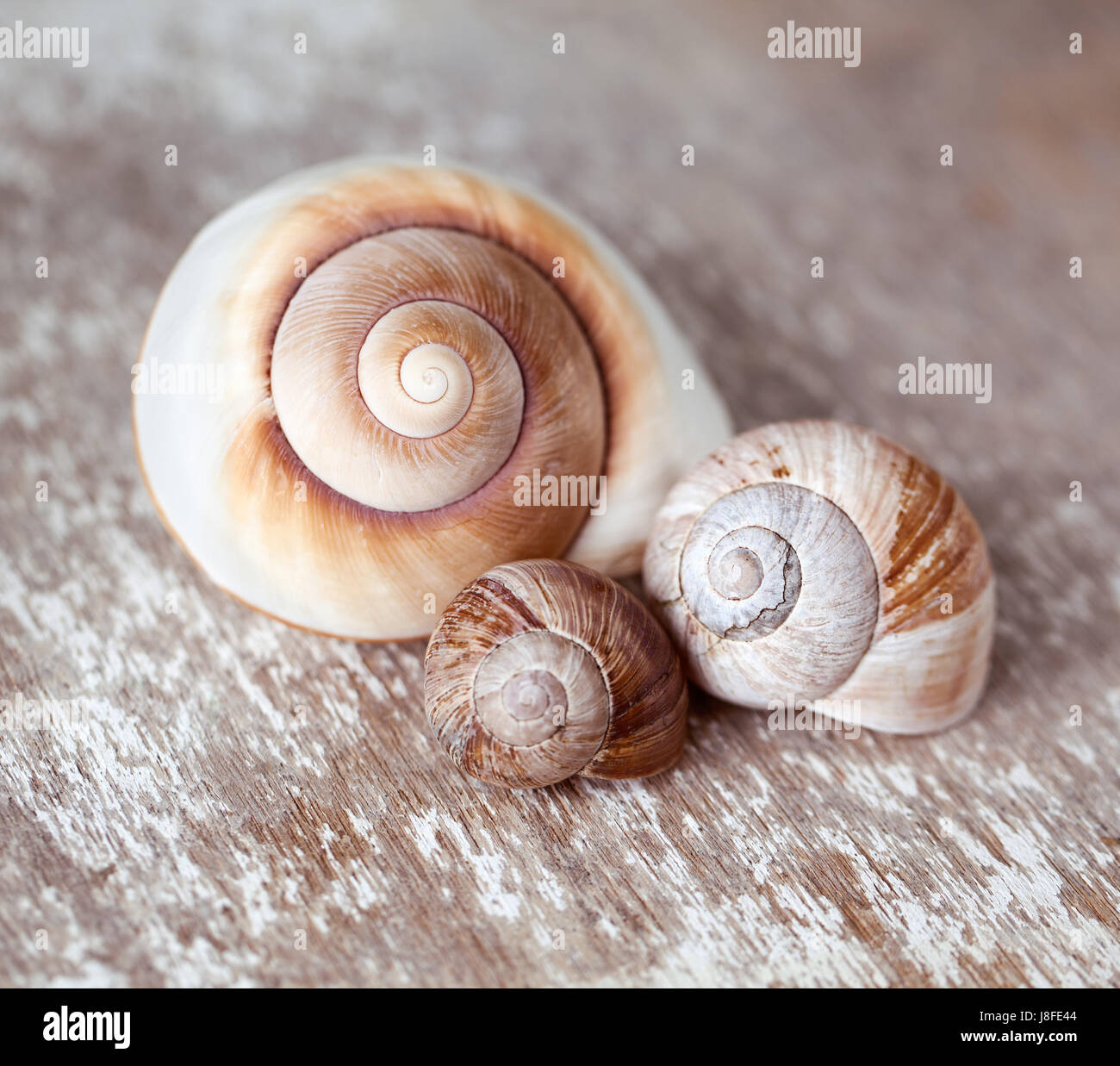 house, building, spiral, snail, escargots, snail shell, snail shells ...